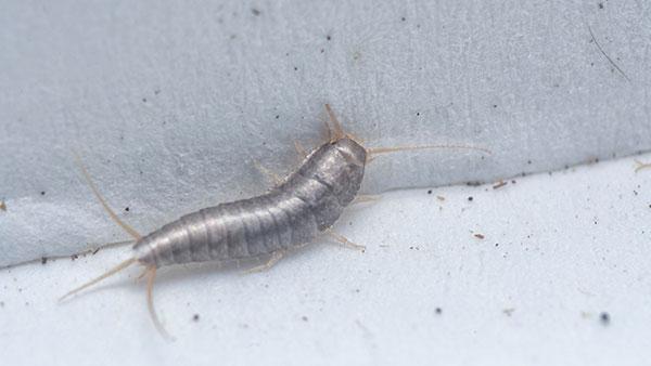 Why Are There So Many Silverfish Inside My Houston Residence?
