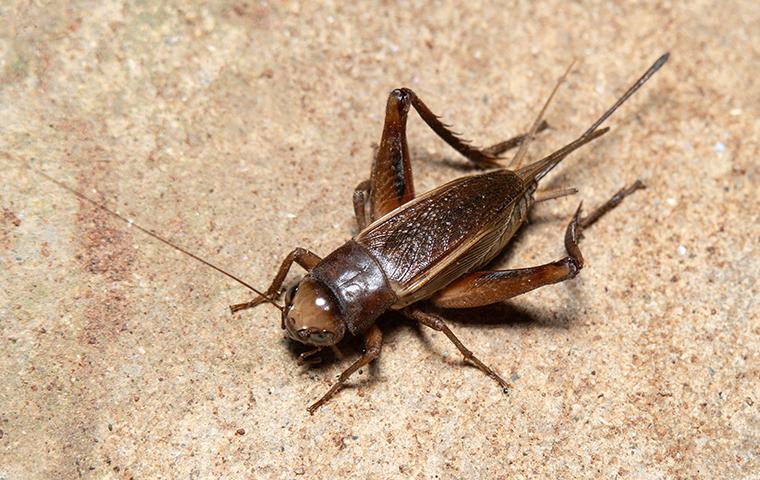 Cricket Invasion Solutions: How To Safeguard Your Katy Home