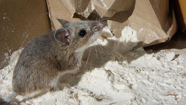 The Trouble With Rats In Frisco