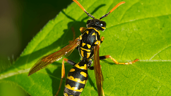 Blog - The Secret To Effective Wasp Control For Houston, TX Properties