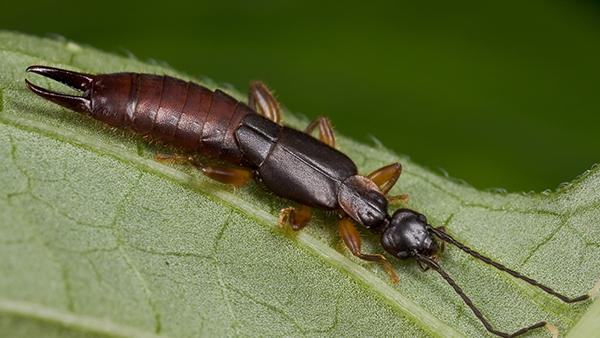 Are Earwigs In Texas Something I Need To Worry About?
