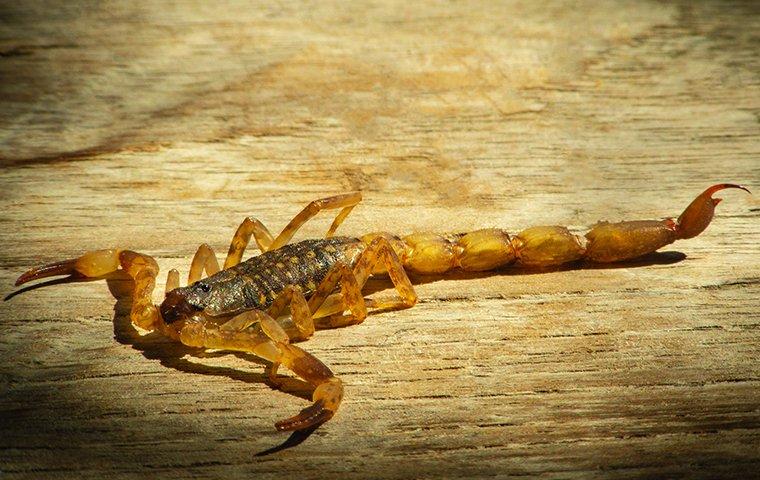 How Scorpions Get Inside Houston Homes