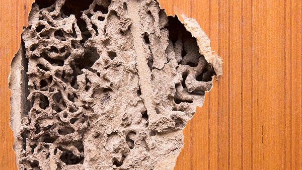 Termite Control 101: Houston's Complete Guide To Termite Control