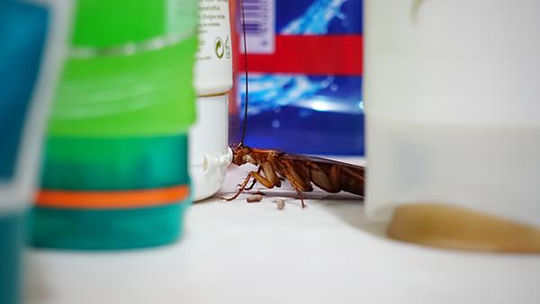 Blog - The Secret To Effective German Cockroach Control In Houston, TX