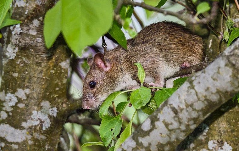 Tips To Take Now To Rodent-Proof Your Houston Home For Winter