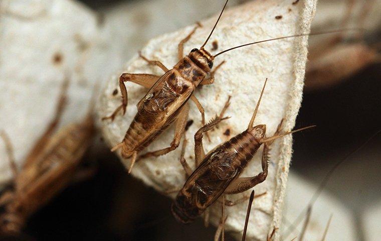 Keeping Crickets At Bay: Effective Prevention Techniques For Your Plano ...