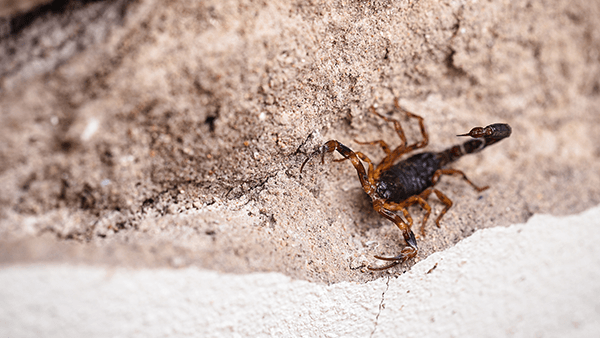 Blog - How Dangerous Are Striped Bark Scorpions In Houston, TX?