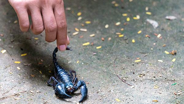 Pest Spotlight: What To Do About Scorpions Around Your Sugar Land Property