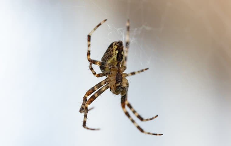 Take The Headache Out Of Houston's Spider Control