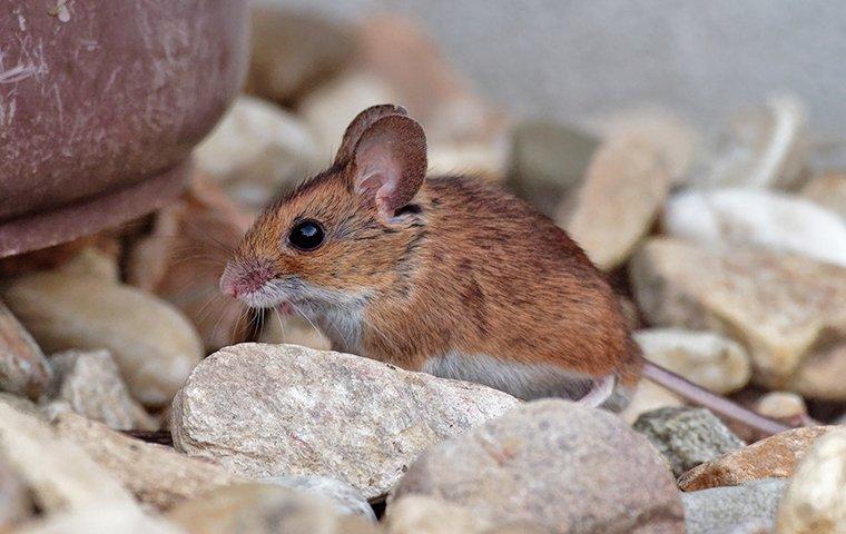 Mouse Infestations: Prevention And Control Strategies For Your Dallas Home