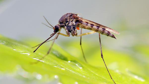 What You Should Know About Mosquitoes And Dangerous Diseases In Frisco