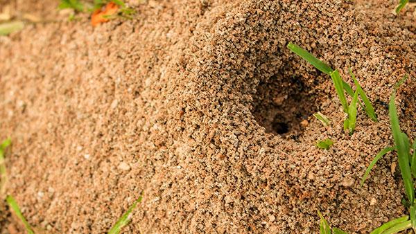 Fort Worth's Guide To Practical And Effective Ant Prevention Tips