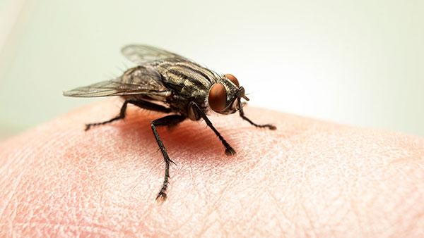 How To Prevent Flies Buzzing Around Your Fort Worth Kitchen