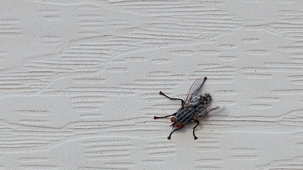 Blog - Fort Worth's Complete Guide To Effective Fly Control