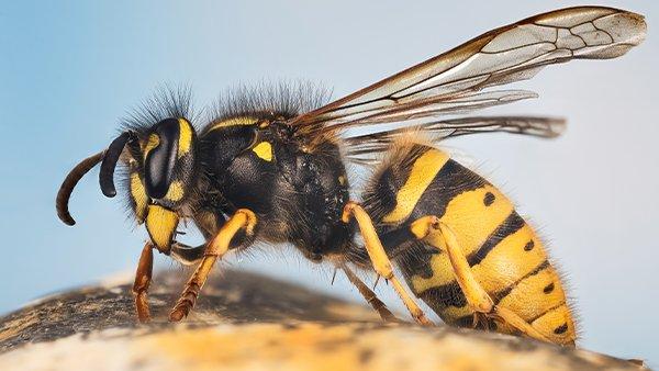 Blog - Plano's Complete Guide To Effective Wasp Control
