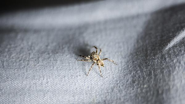 Blog - A Handy Guide To Effective Spider Control For Houston Homes