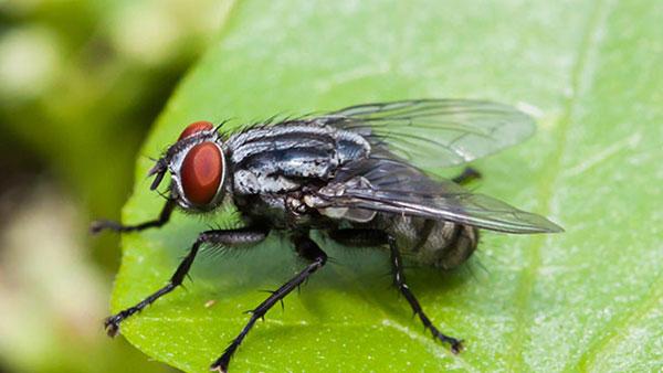 Tips And Tricks For Effective Fly Control In Houston