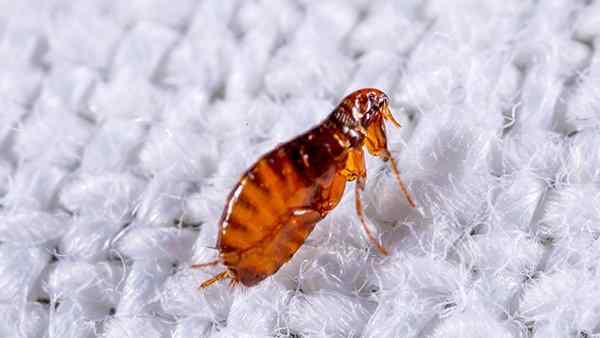 Blog - Everything You Need To Know About Fleas In Arlington