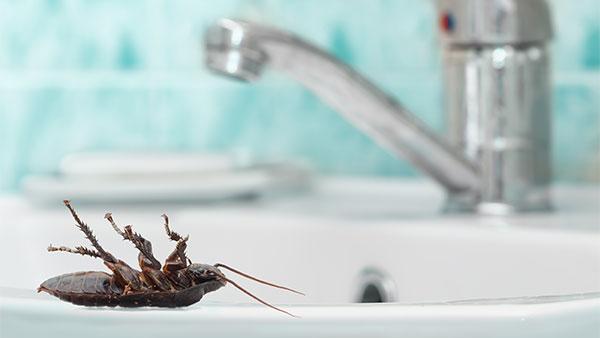 How Do I Quickly Get Rid Of Roaches In Sugar Land?