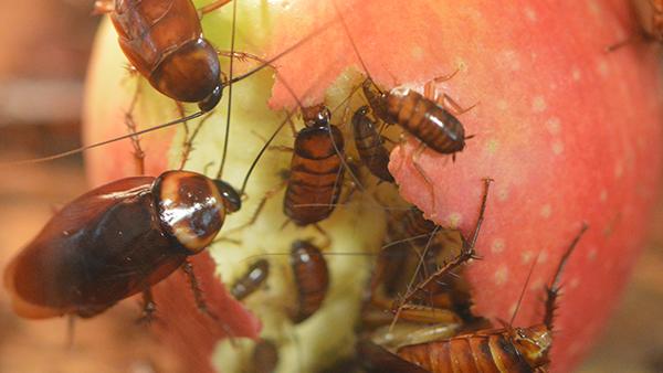 The Key To Getting Rid Of Roaches In Your Houston Home For Good