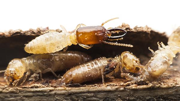 Blog - Dallas Property Owners’ Complete Termite Prevention Handbook Blog - Dallas Property Owners’ Complete Termite Prevention Handbook