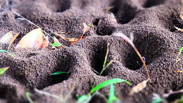 What It Takes To Get Rid Of A Fire Ant Infestation Around Your Plano Home