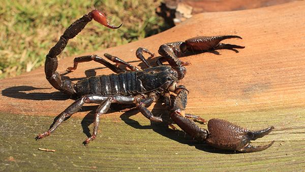 Blog - Houston Property Owners' Complete Guide To Effective Scorpion ...