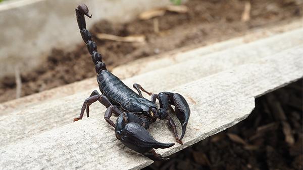 Frisco Homeowners' Handy Guide To Effective Scorpion Prevention
