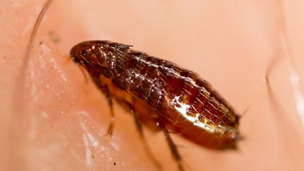 Blog - Common Myths About The Fleas In Fort Worth