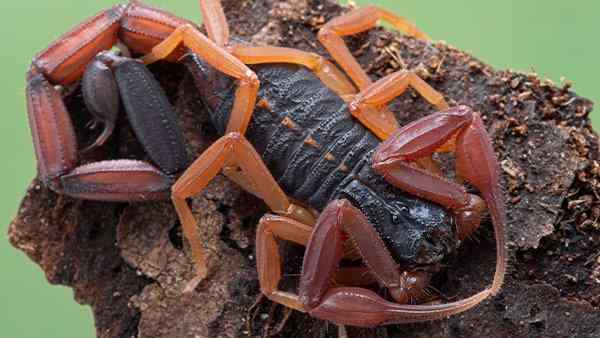 Blog - Frisco Property Owner's Practical Guide To Scorpion Control